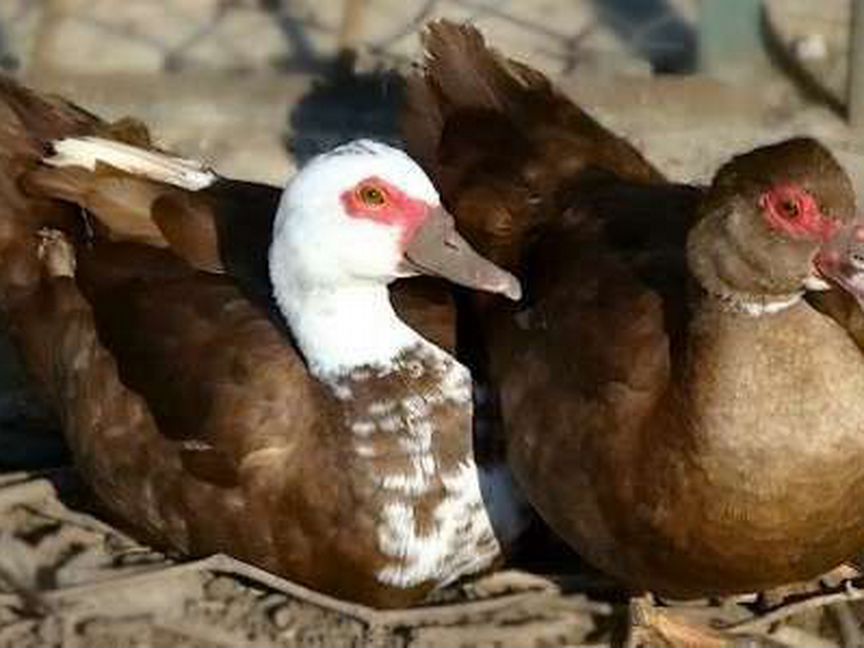 Гусь, мускусная утка, утка кряква (дикая утка)