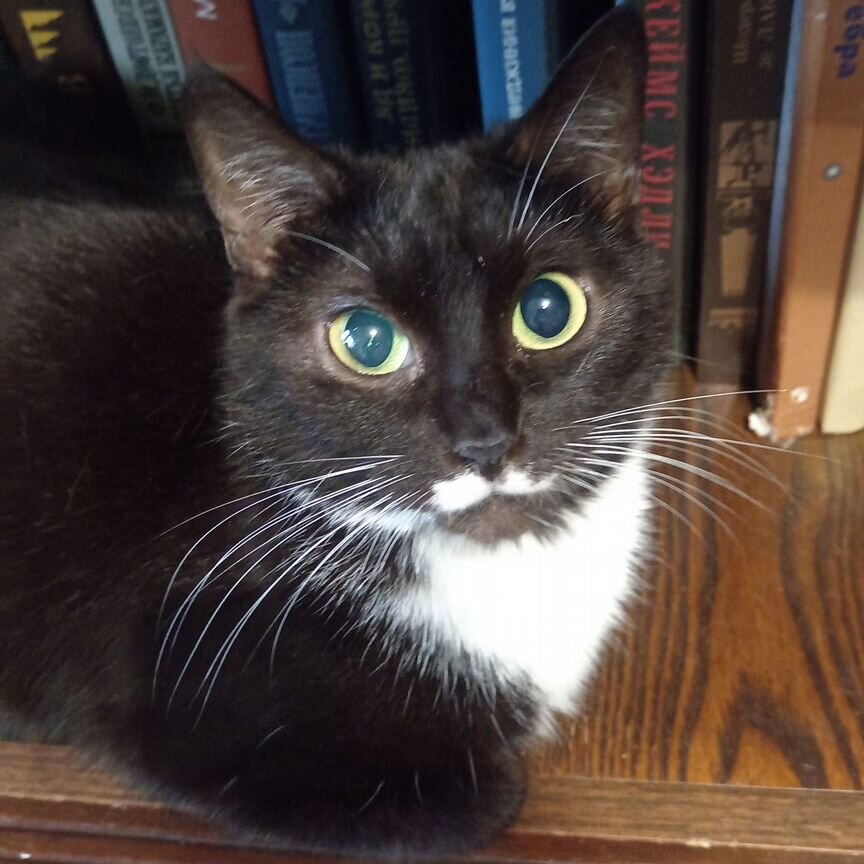 Красавица-дикарка (2 года)