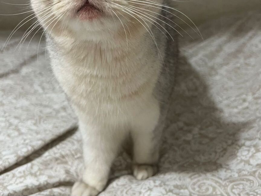 Шотландский котшка вязка