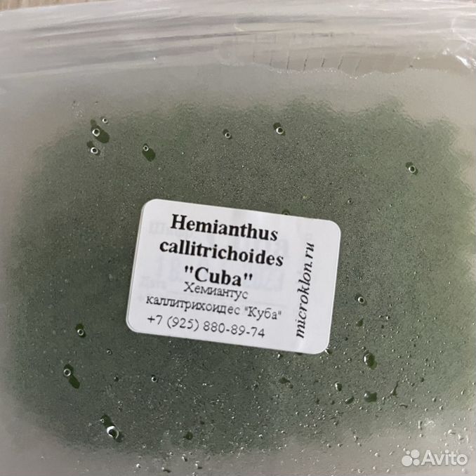 Аквариумное растение Хемиантус "Куба"