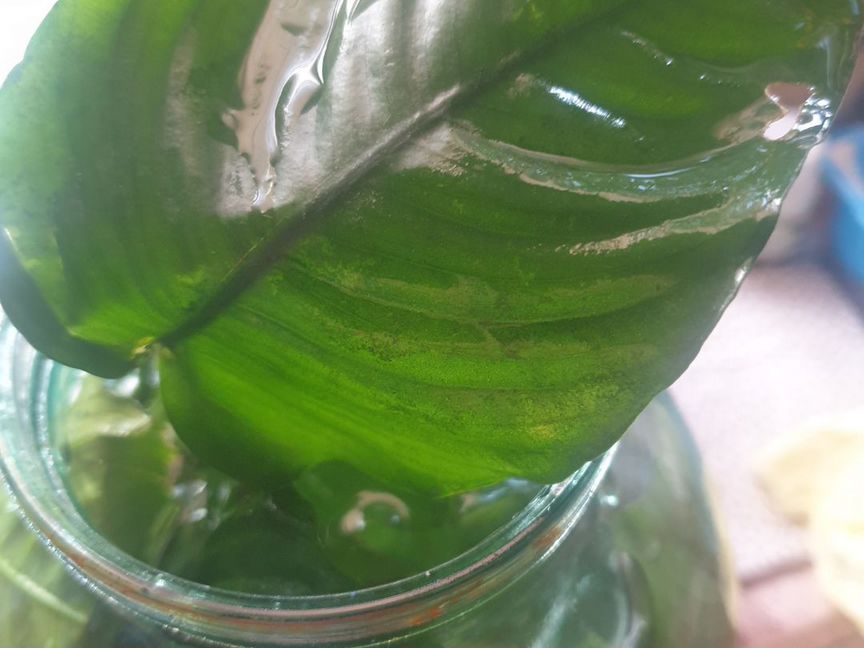 Растения в аквариум живые