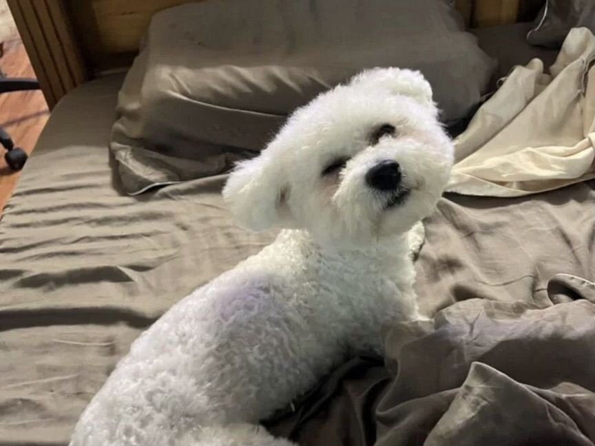 Бишон фризе