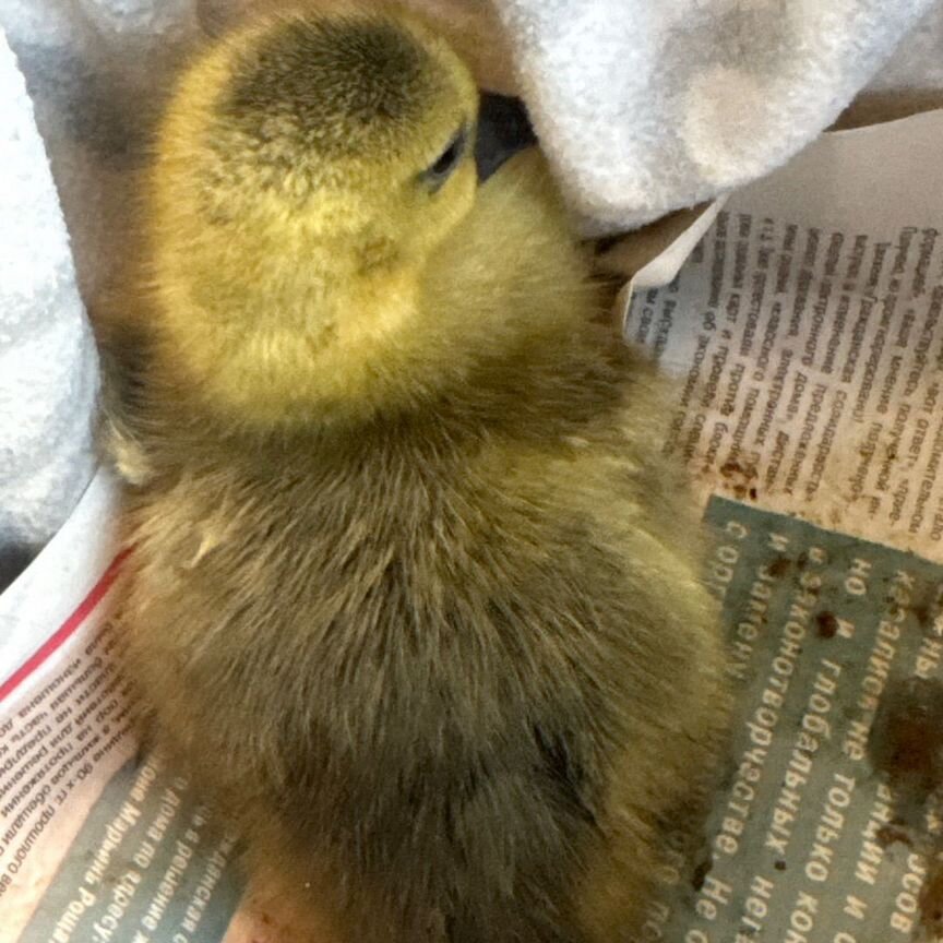 Гусенок серый здоровый