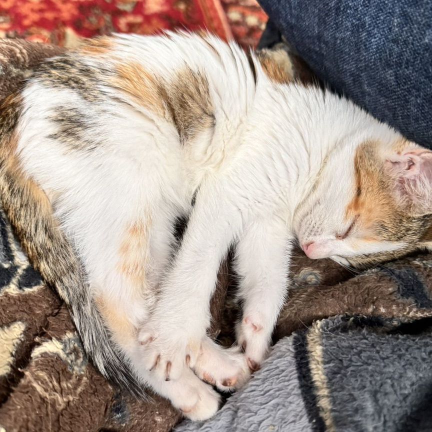 Кошка трехцветная на удачу