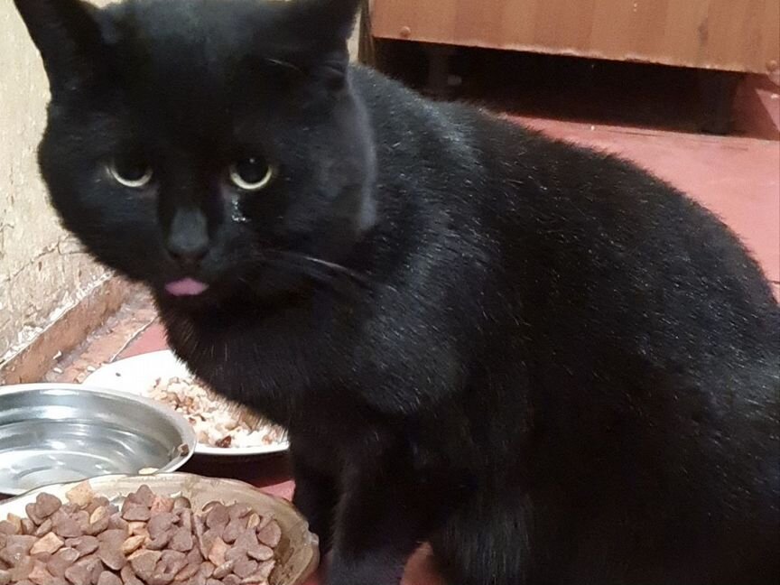 Котики остались на улице