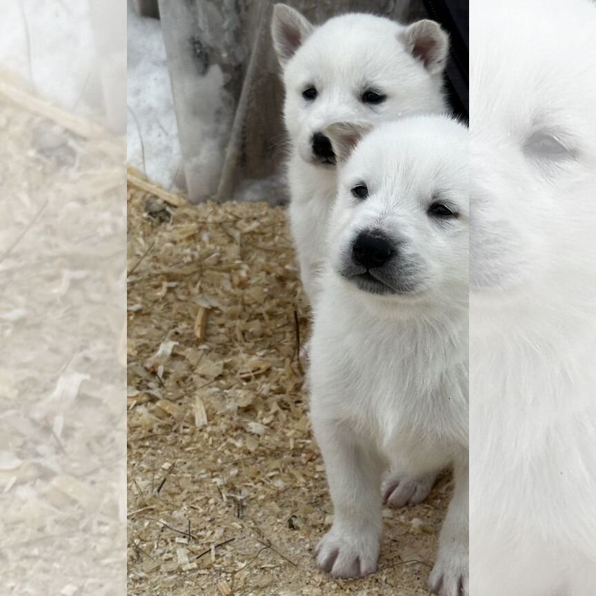 Западно сибирская лайка