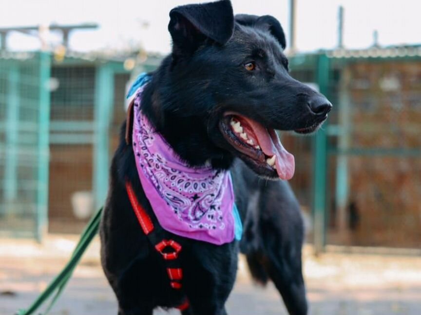 Красавец Снупи живет в приюте