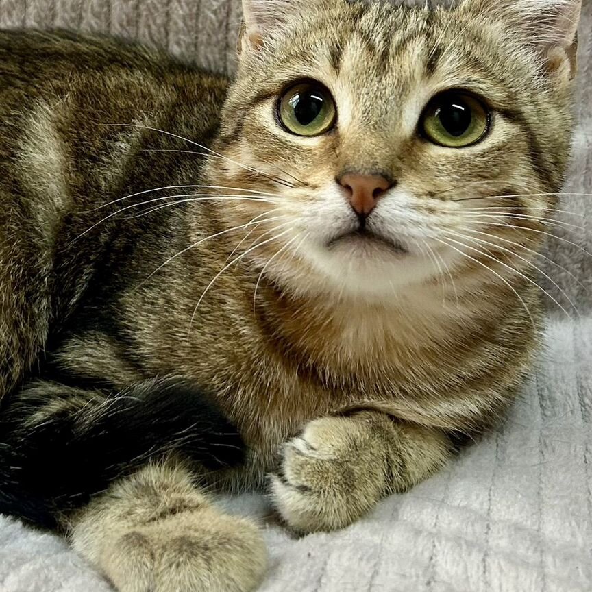 Скромный котёнок ищет дом