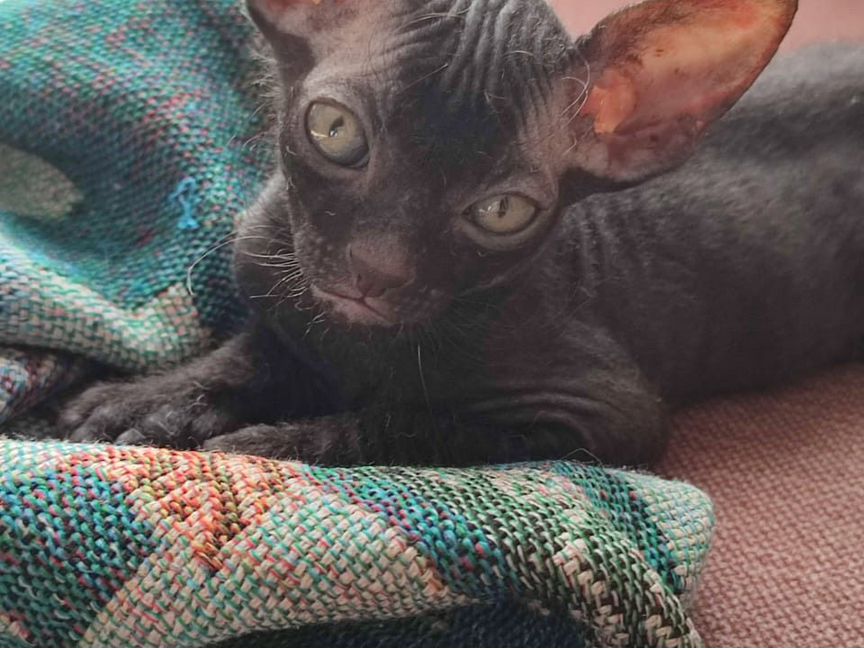 Котята сфинкс