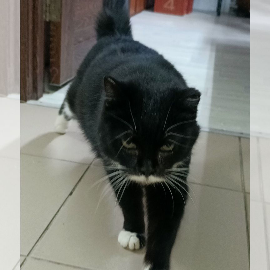 Кошечка в добрые руки стерилизованная