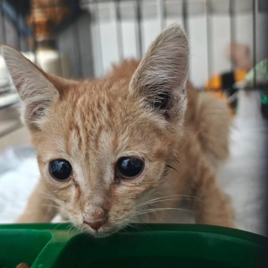 Котенок в добрые руки