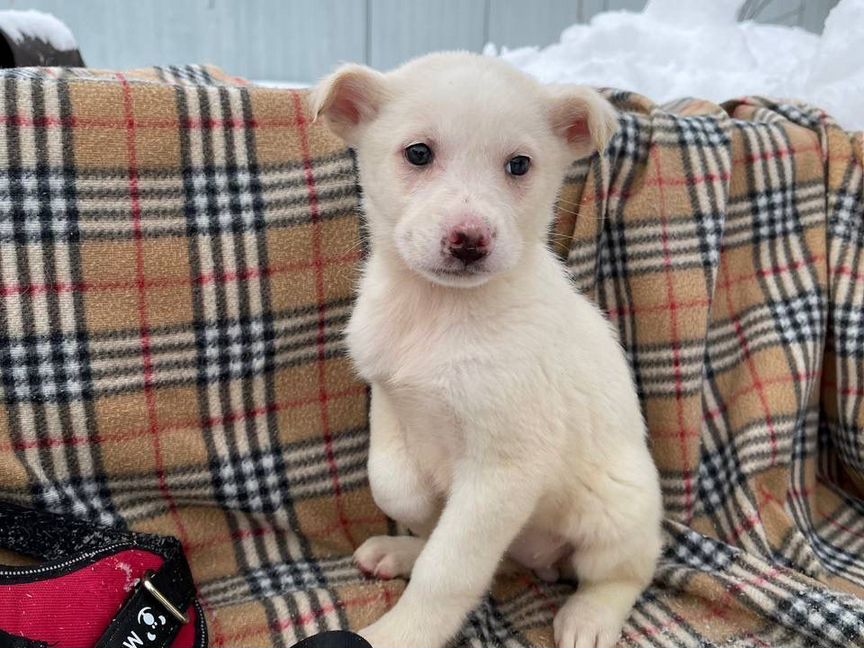 Щенок 2 мес от небольшой собачки в дар