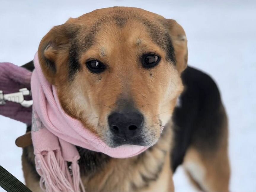 Собака в добрые руки