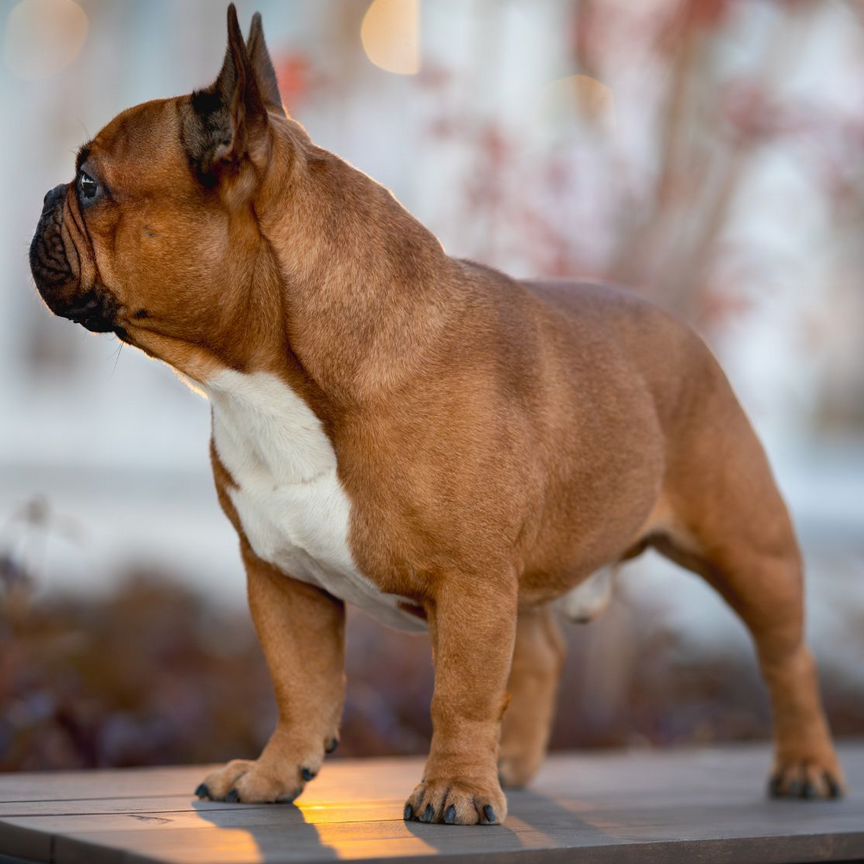 Французский бульдог вязка