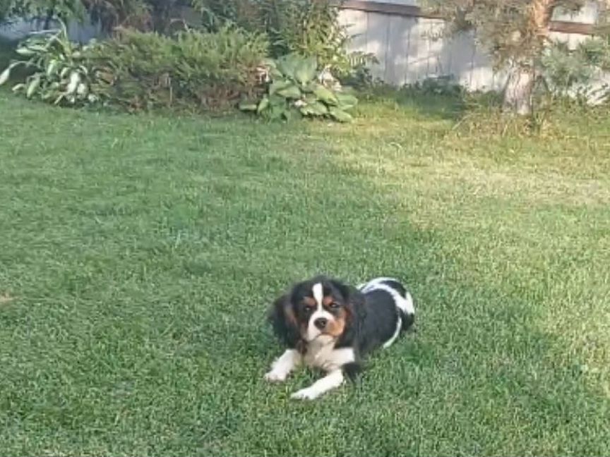 Кавалер кинг чарльз триколор 4 мес, мальчик