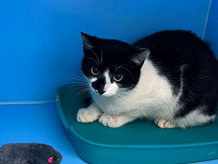 Котенок черно-белый Коржик