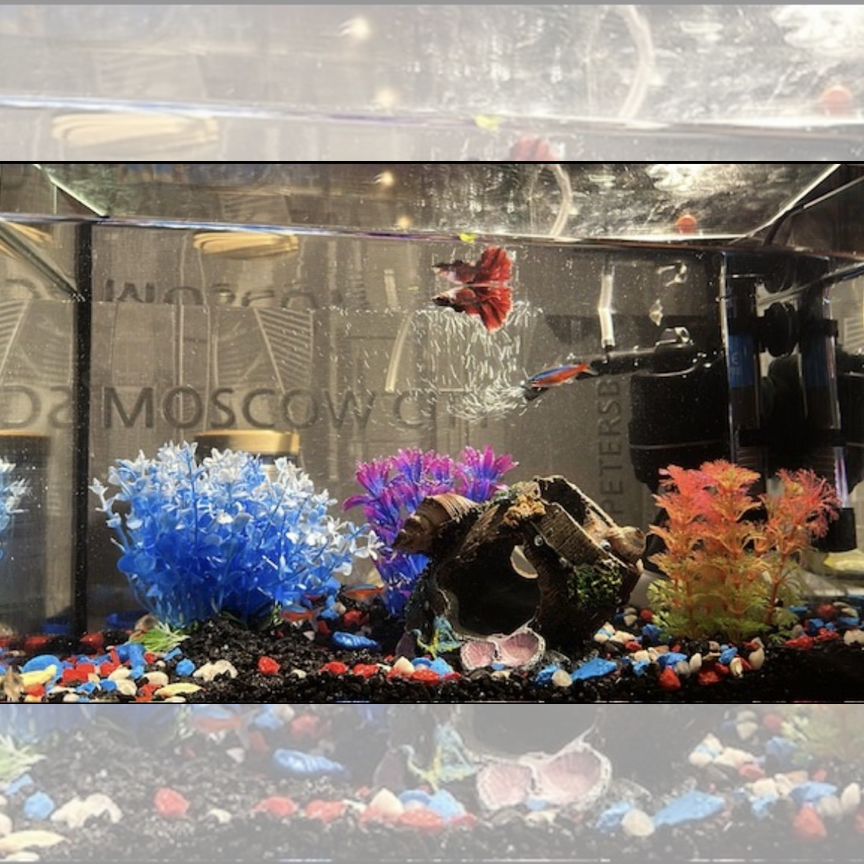 Аквариум с рыбками 20 литров
