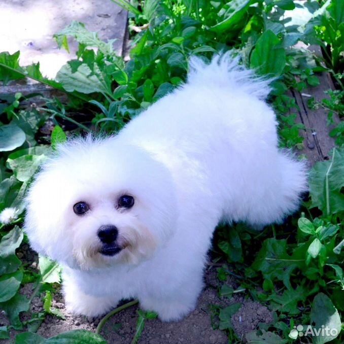 Миниатюрный мальчик Бишончик