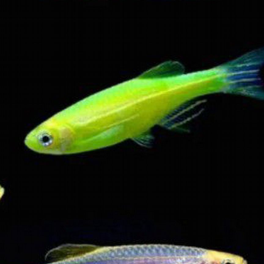 Данио гло ассорти от разводчика