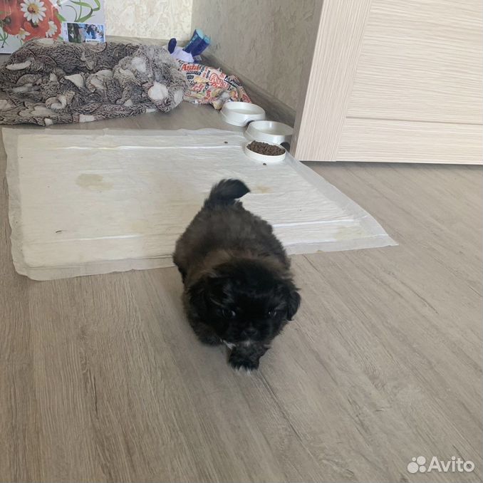 Щенок пикинеса девочка