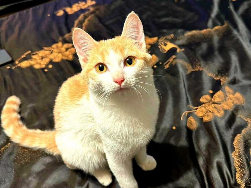 Ласковая кошечка ищет своих хозяев