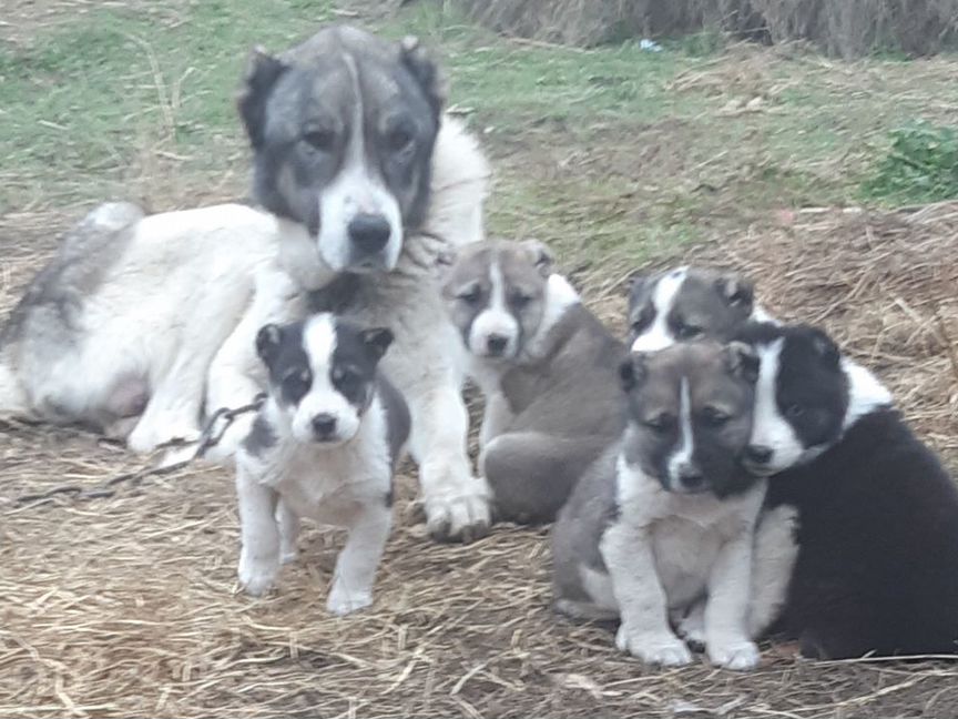 Щенки алабая(Кавказский волкодав)