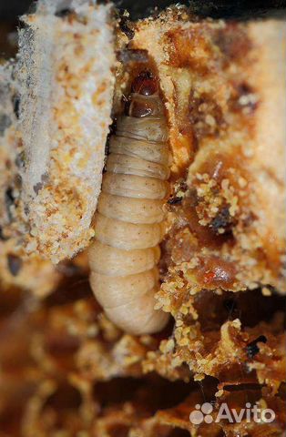 Личинки восковой моли