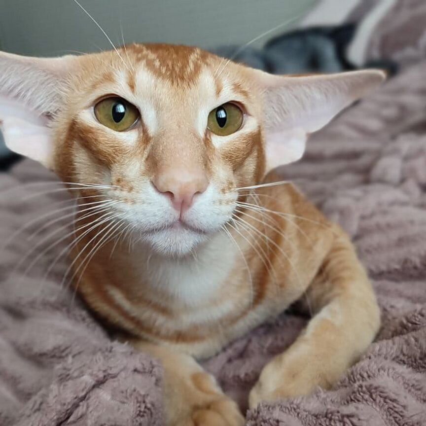 Заммурчательные мальчишки