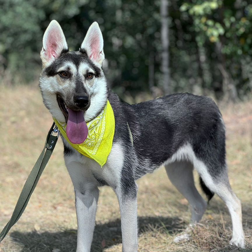 Малышка Вьюга из приюта