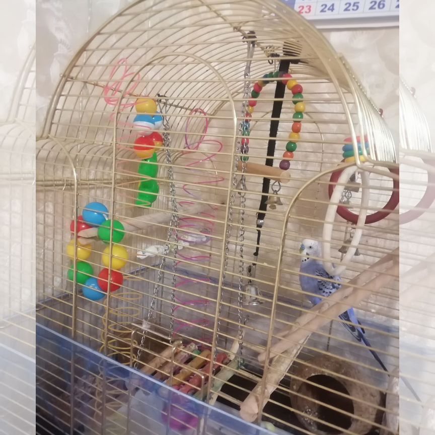 Волнистые попугаи