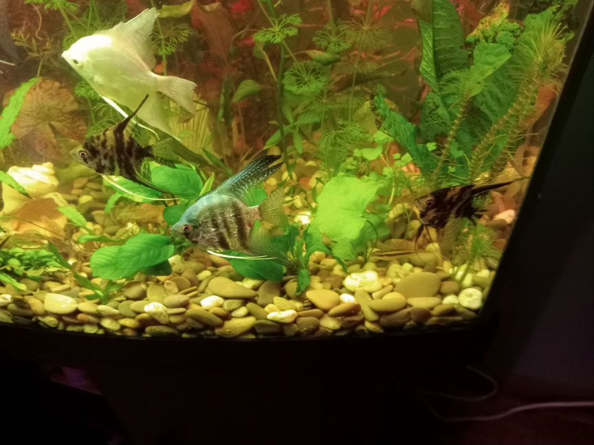 Скалярии мраморные