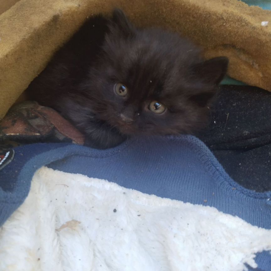 Котики бесплатно в добрые руки