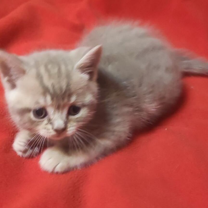 Шотландские котята