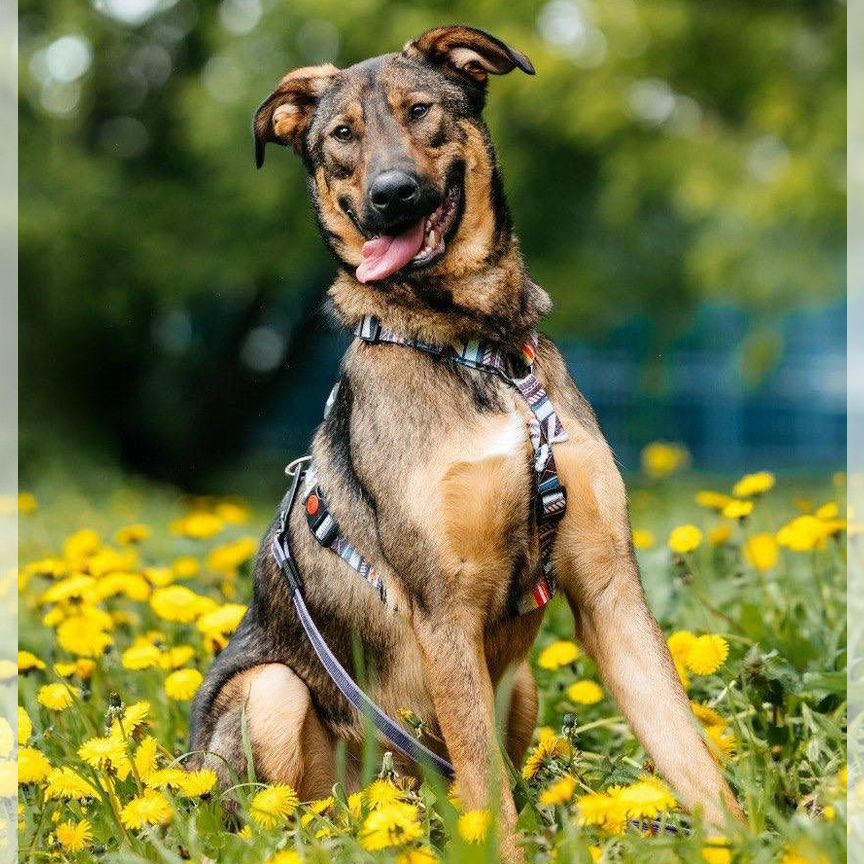 Взрослый пёс в добрые руки