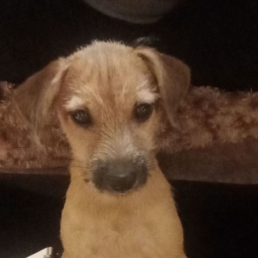 Русский той-терьер, щенок