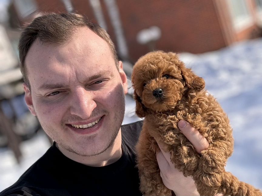 Той-пудель ред браун девочка РКФ