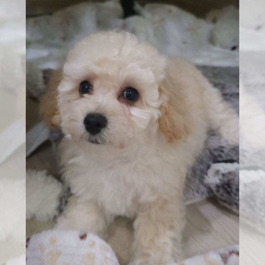 Мальтипу, щенок