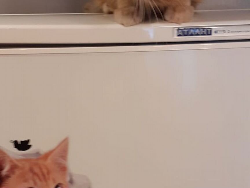 Отдам кота в добрые руки
