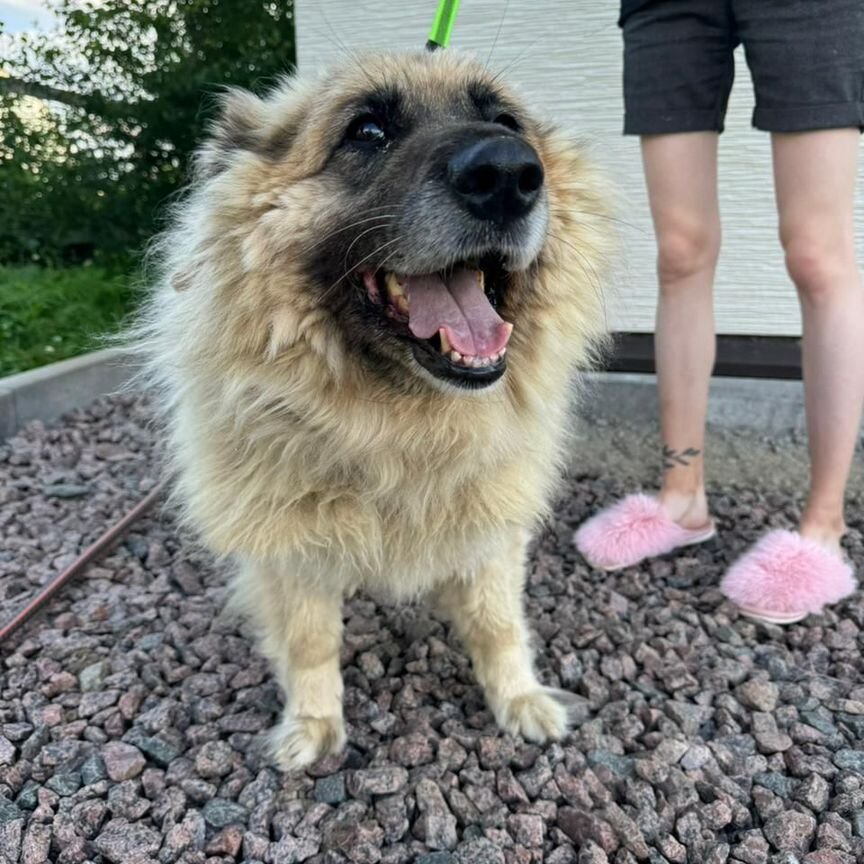 Собака помесь овчарки в добрые руки