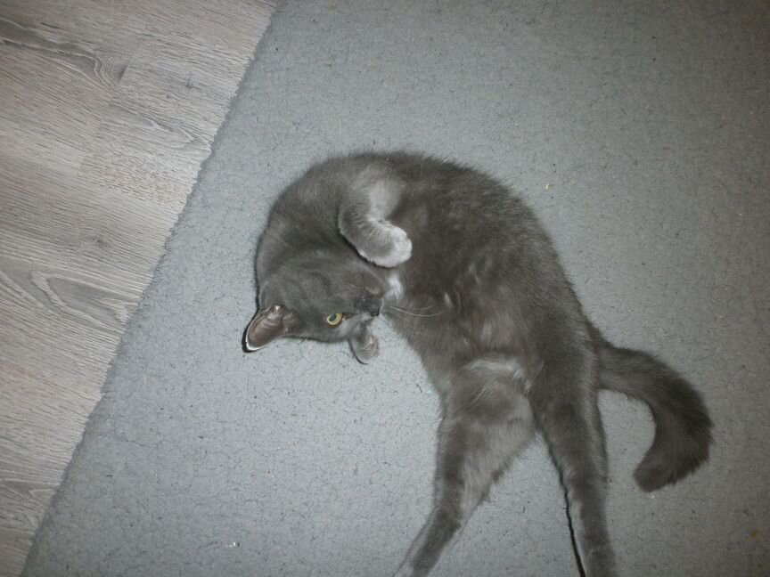 Отдам в хорошие руки