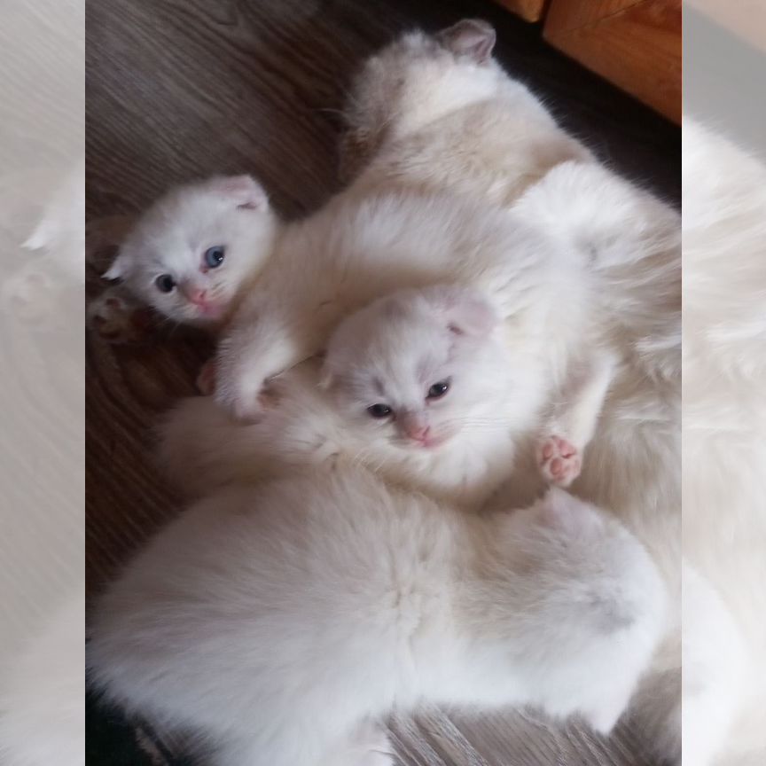 Шотландские котята