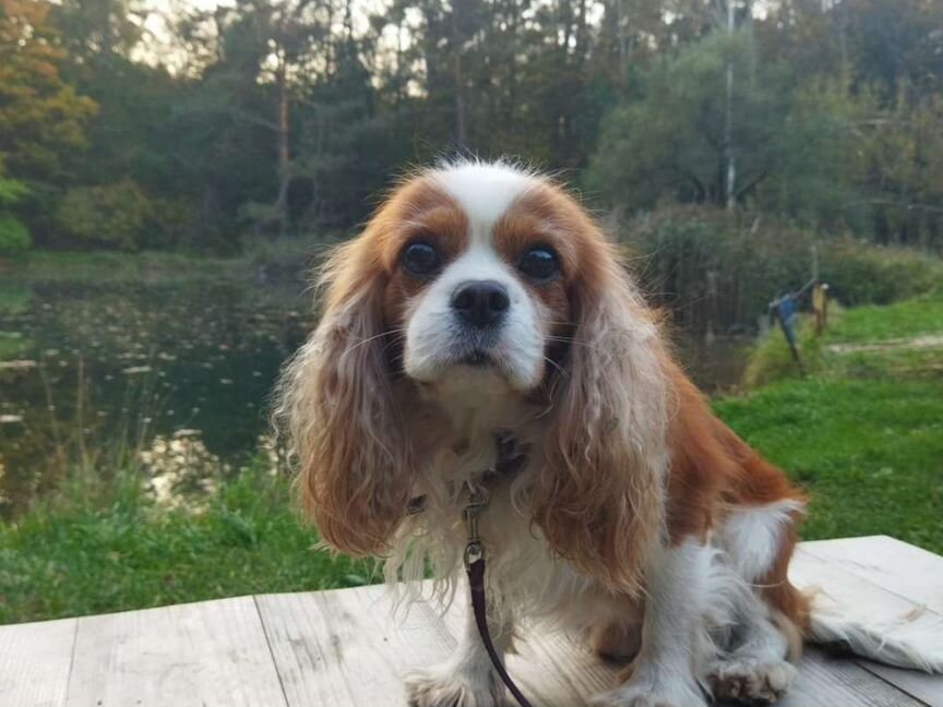 Кинг чарльз спаниель вязка импорт