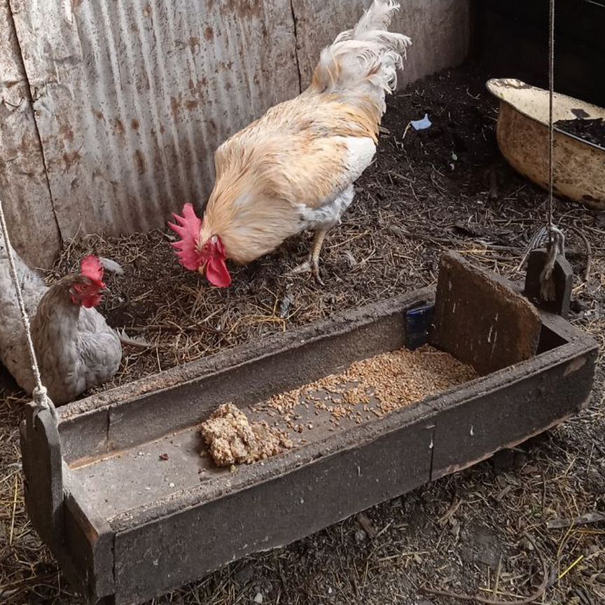 Продам петуха и цесаря