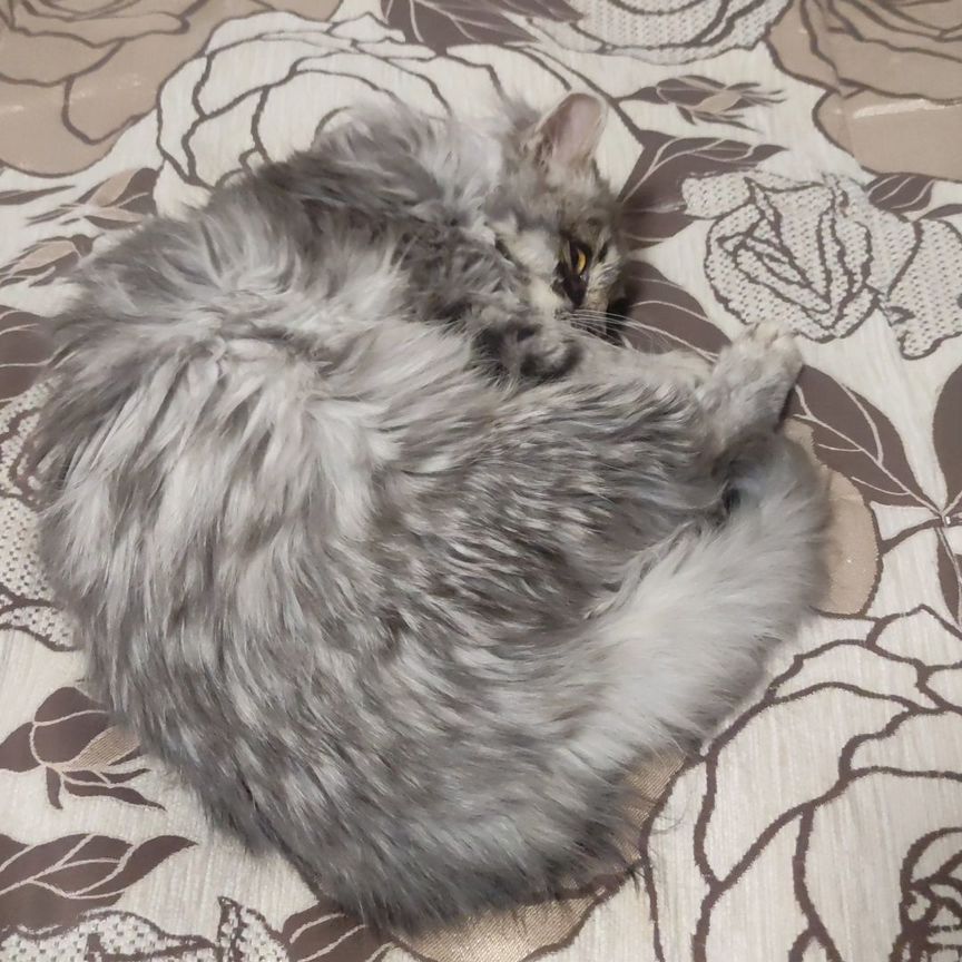 Кошечка в добрые руки