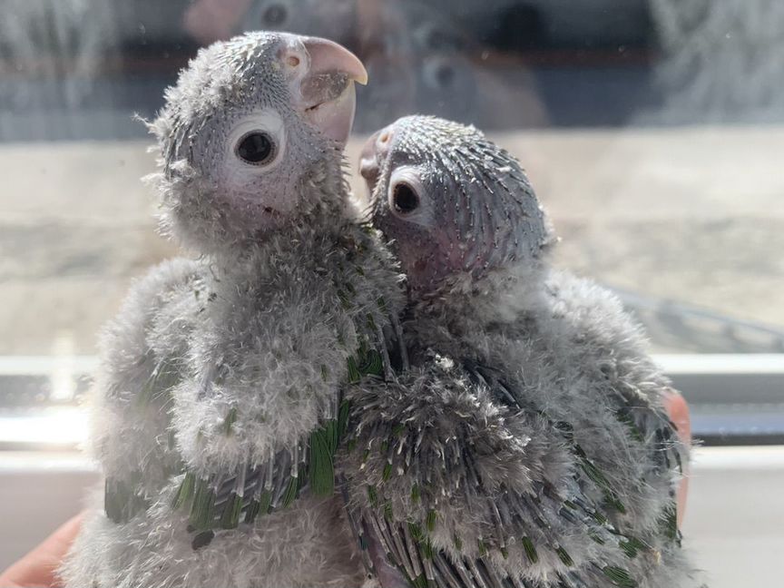 Выклрмыши Пиррур мулене