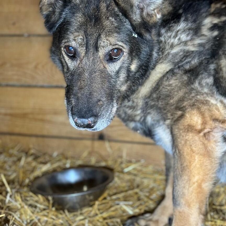 Собака из приюта