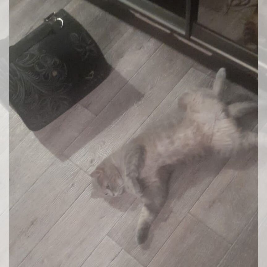 Шотландская вислоухая короткошёрстная, взрослая кошка