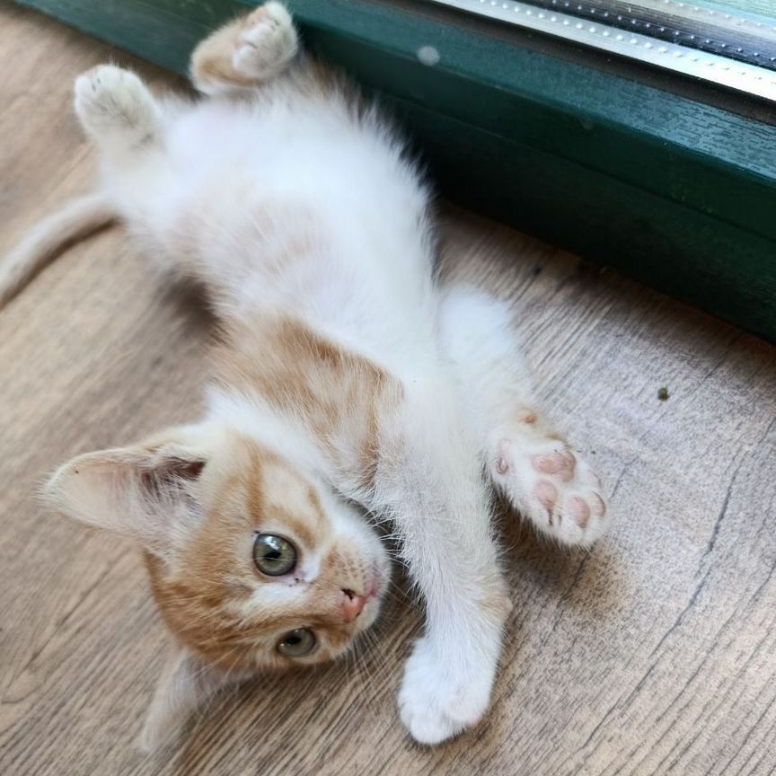 Котёнок в добрые руки