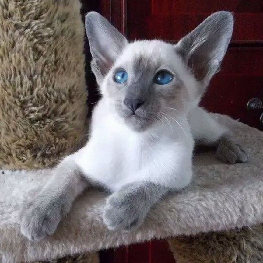 Ориентальный котёнок