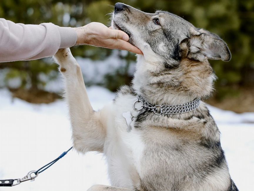 Пёс ищет семью